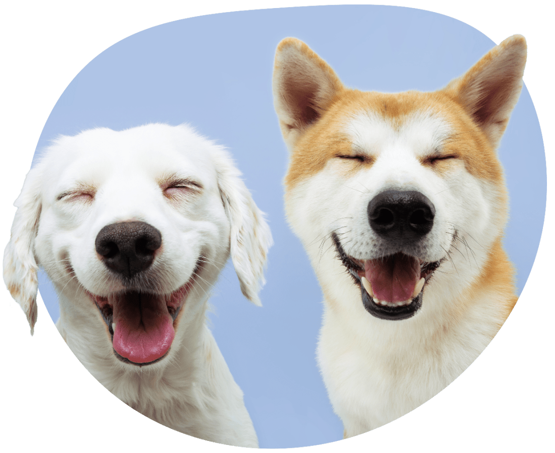 Het Spoor | Dierenarts Geel | Voor al je huisdieren